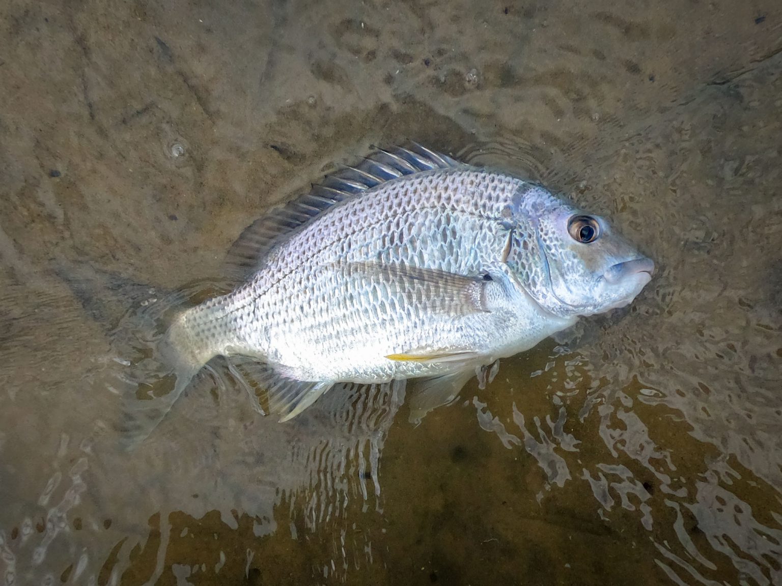 Yellowfin Bream at Hen and Chicken Bay - Warren Prior